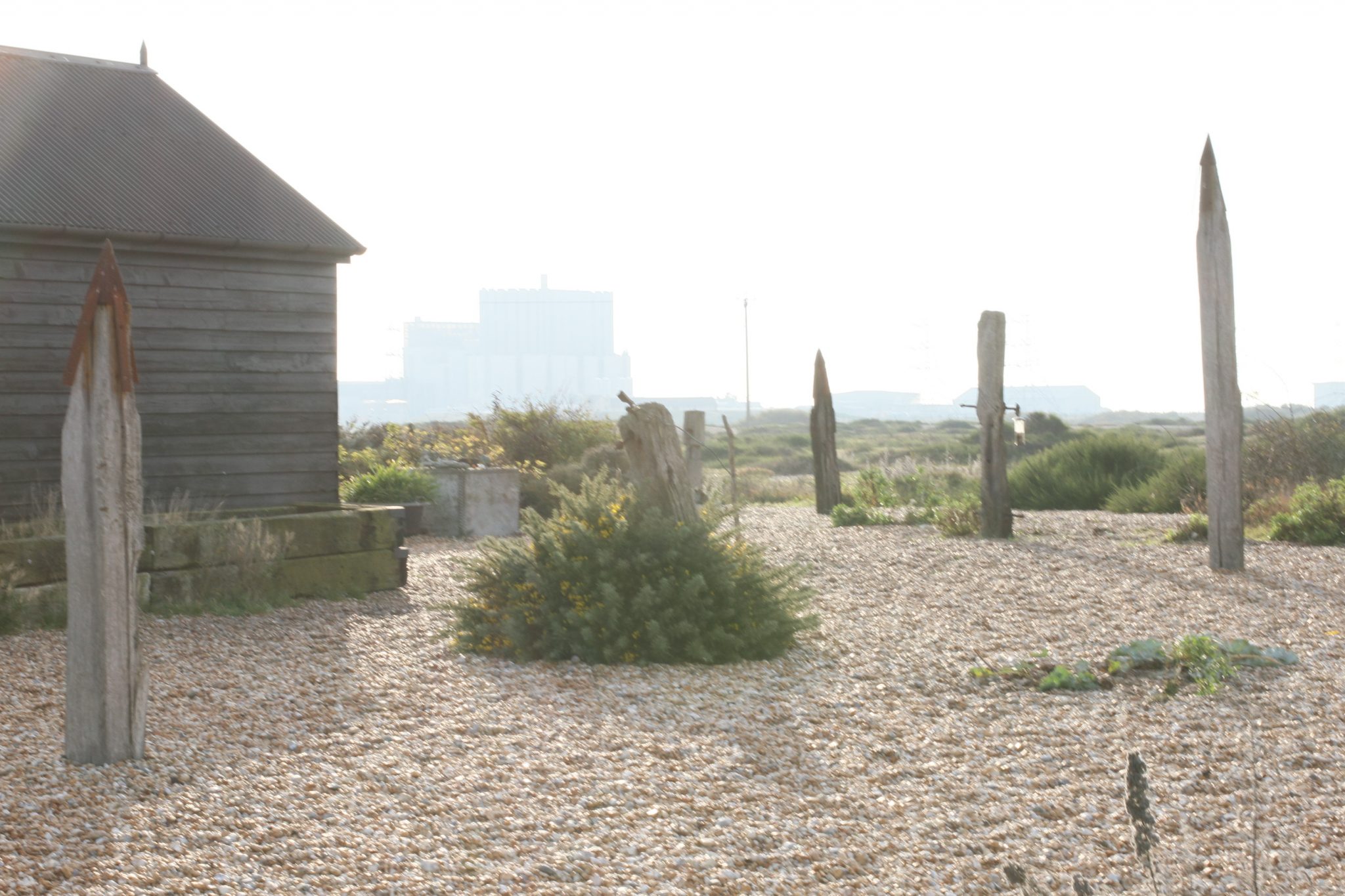 Derek Jarman’s Garden by Susan Thomson - IMMA