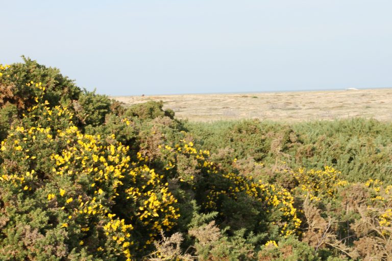 Derek Jarman’s Garden by Susan Thomson - IMMA
