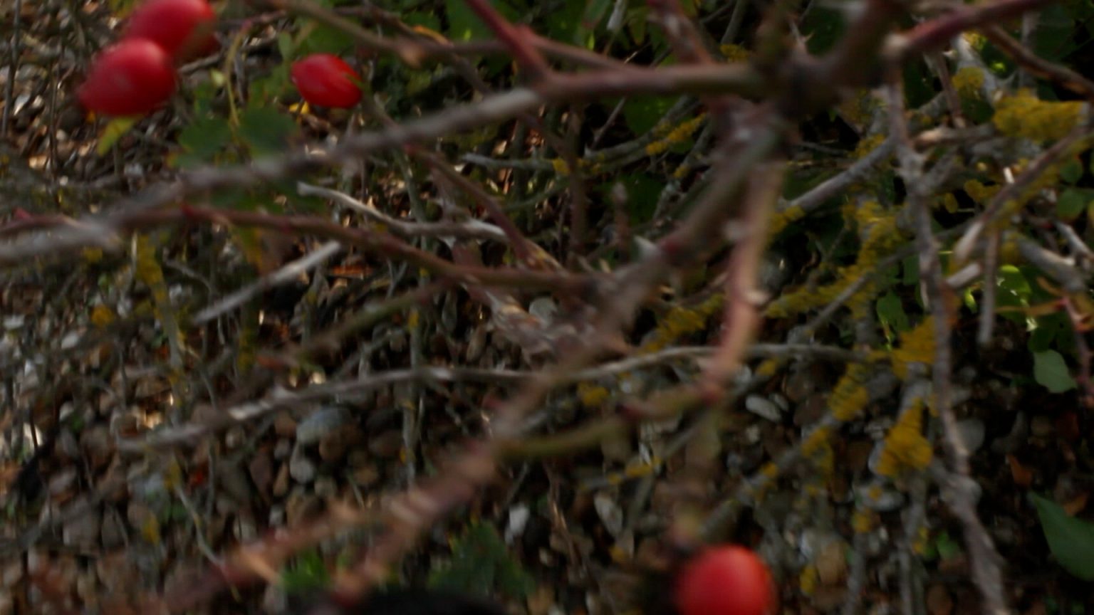 Derek Jarman’s Garden by Susan Thomson - IMMA